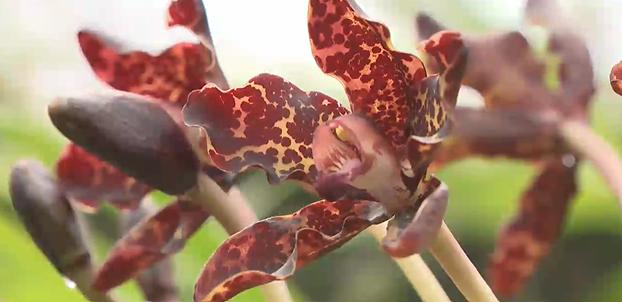 国内最大級のランが満開 国内では4例目だが開花の条件は不明 広島市植物公園では2年ぶり3回目 | 広島ニュースTSS | TSSテレビ新広島